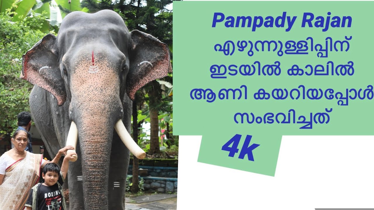 Pampady Rajan എഴുന്നുള്ളിപ്പിന്ഇടയിൽ കാലിൽ ആണികയറിയപ്പോൾ സംഭവിച്ചത്?# ...