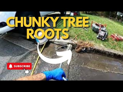 Blocked Drain 307 - Chunk Of Tree Root Explodes From The Muddy Drain ...