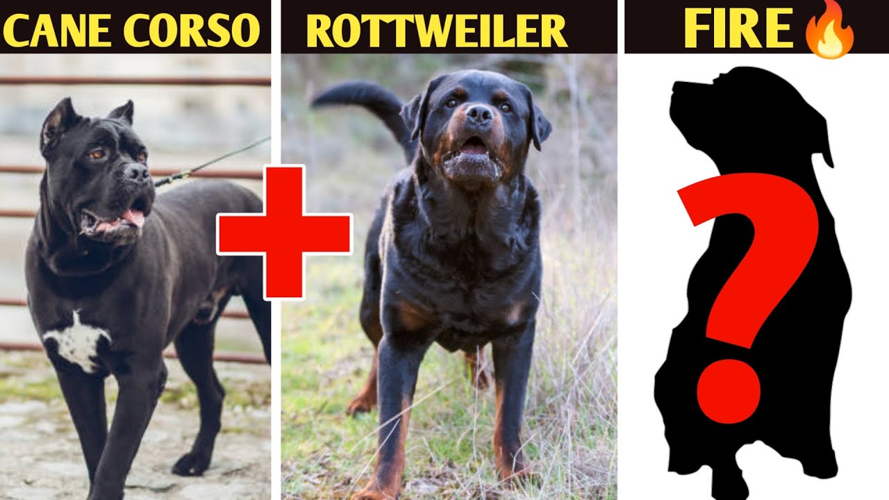 10 incredible Mixed breed of Cane Corso / cross of Cane Corso - YouTube