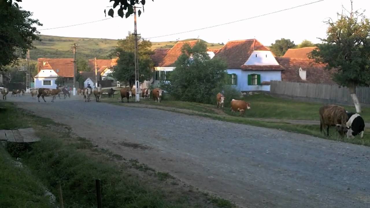 When the Cows Come Home - Rural Romania - YouTube