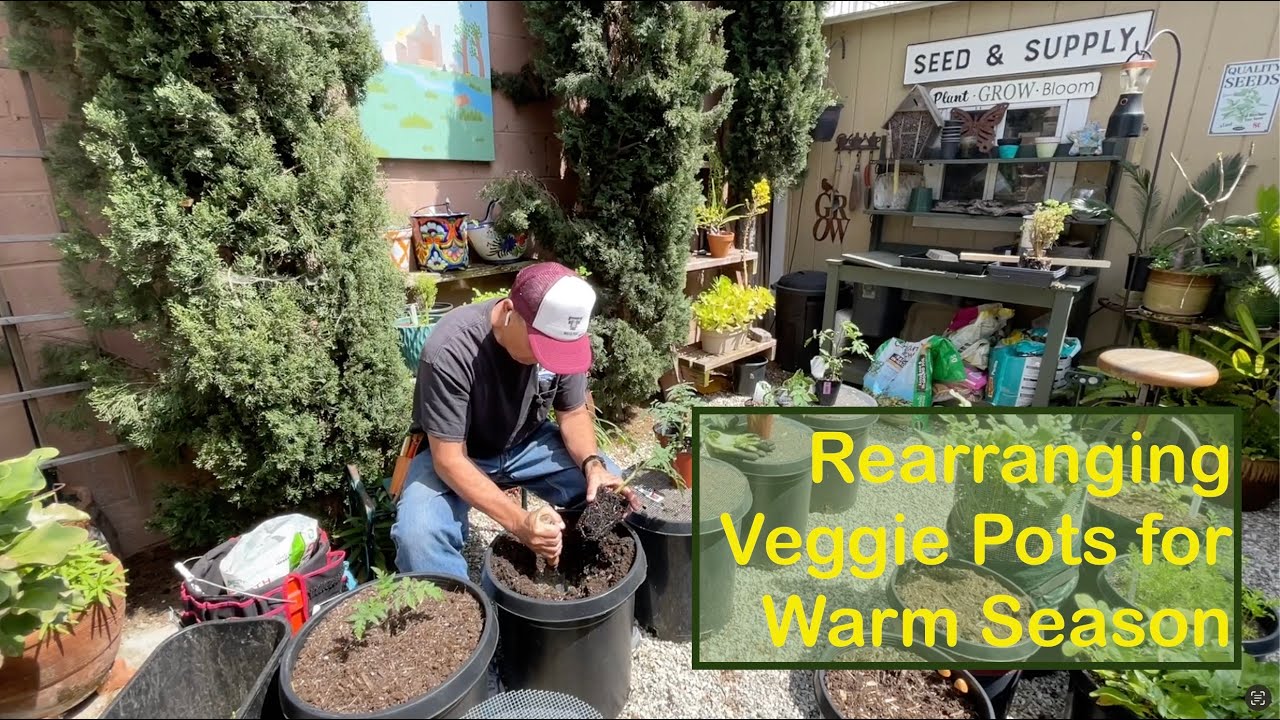 Rearranging veggie pots for warm season | Container Vegetable Gardening ...