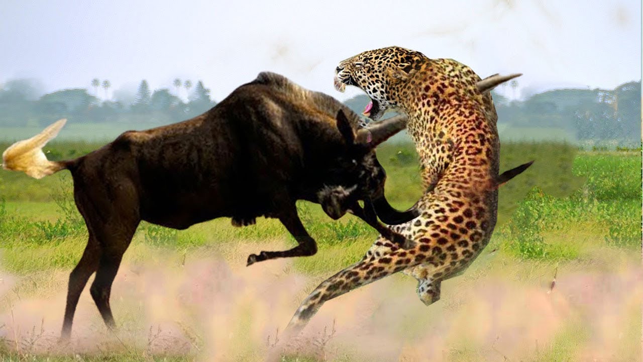 Wildebeest Tries To Escape The Lion King's Sharp Claws and Teeth - YouTube