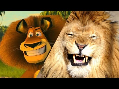 "Madagascar" characters in Real Life! - YouTube