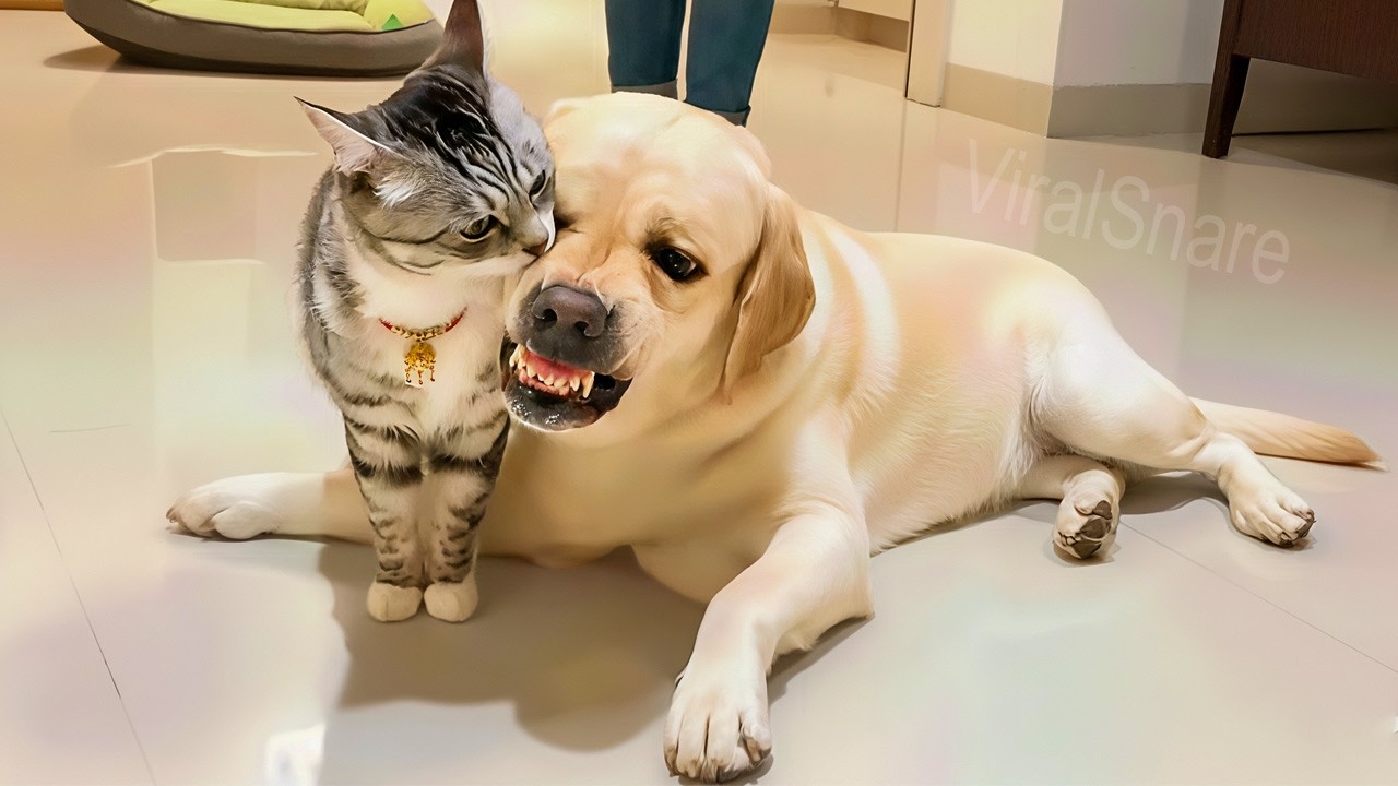 Funny Animals Moments Part 14 – Cats, Dogs & More! - YouTube