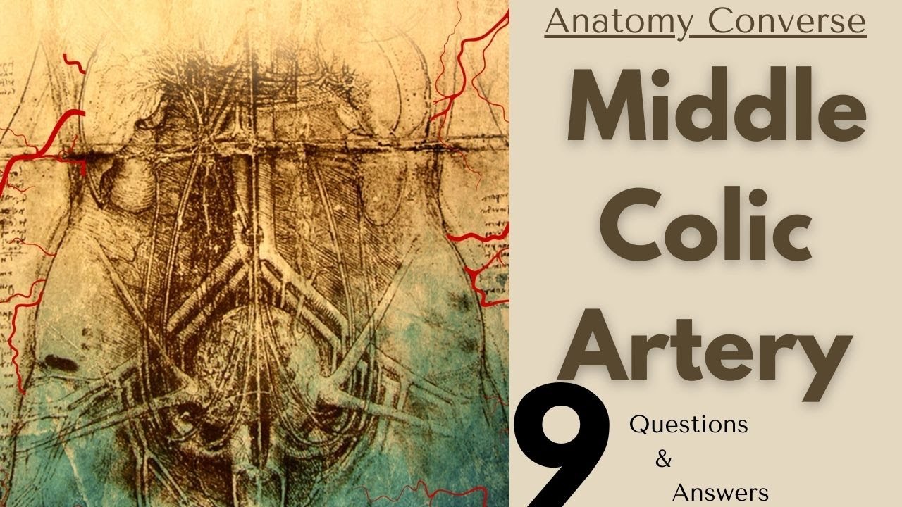 Middle Colic Artery Anatomy 9 QA - YouTube