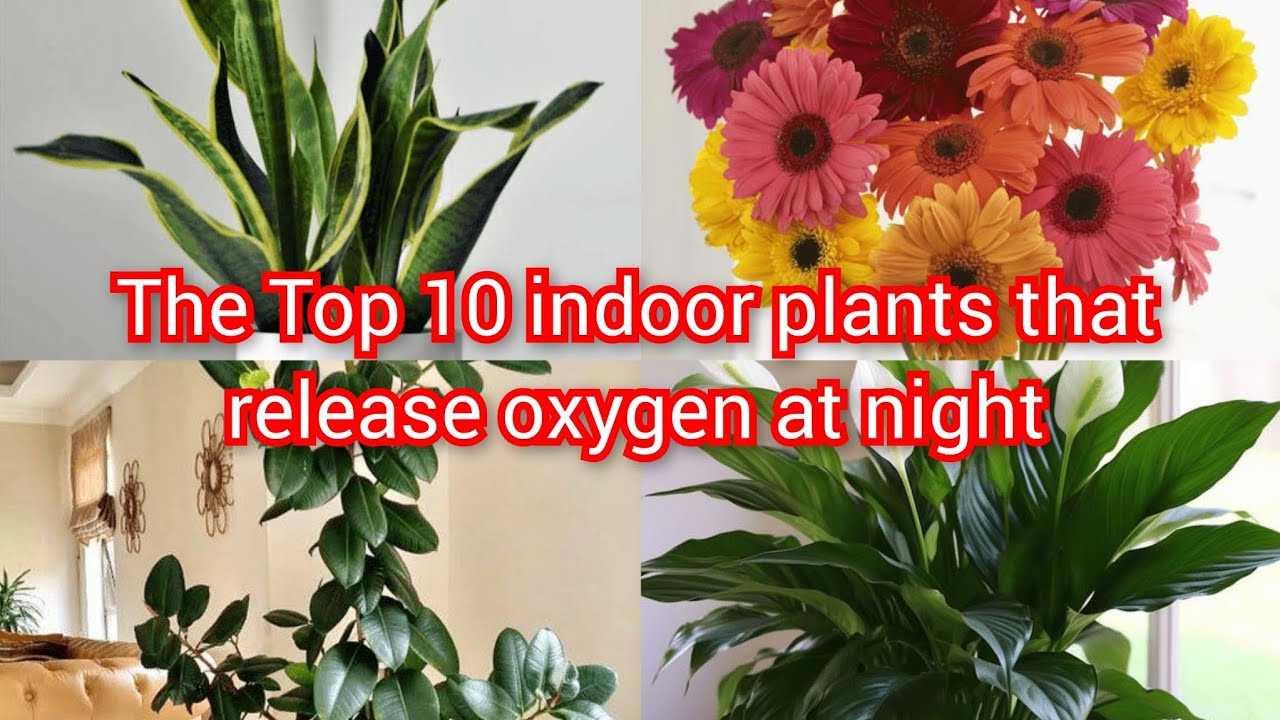 The Top 10 indoor plants that release oxygen at night - YouTube
