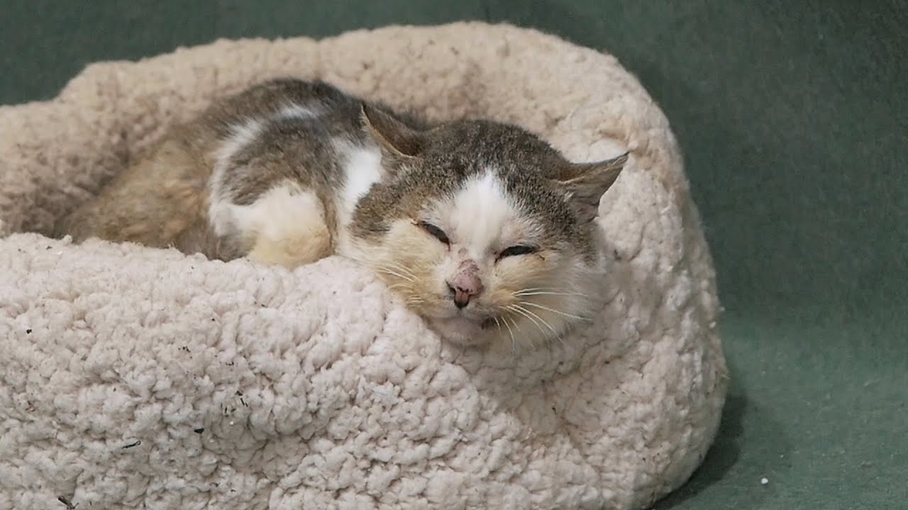 Starving Old Cat Aslan - End Of Story - YouTube