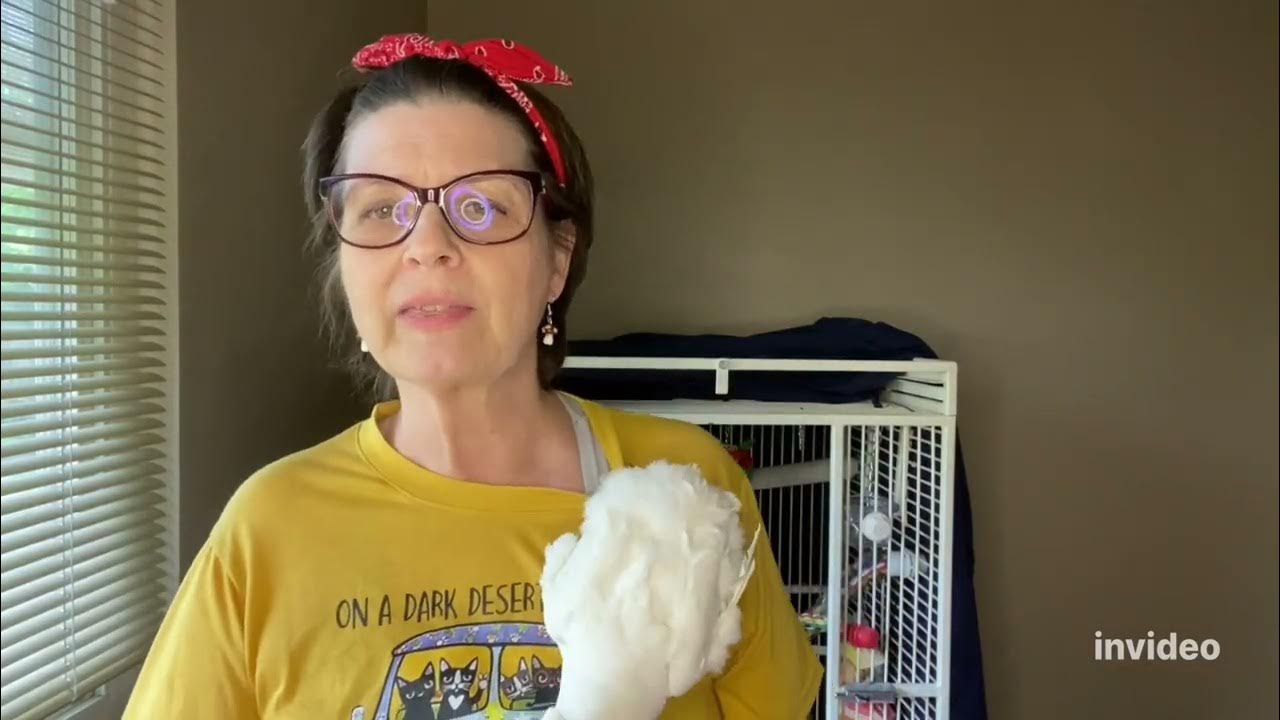 Turkey The π¦ Goffin Cockatoo Youtube