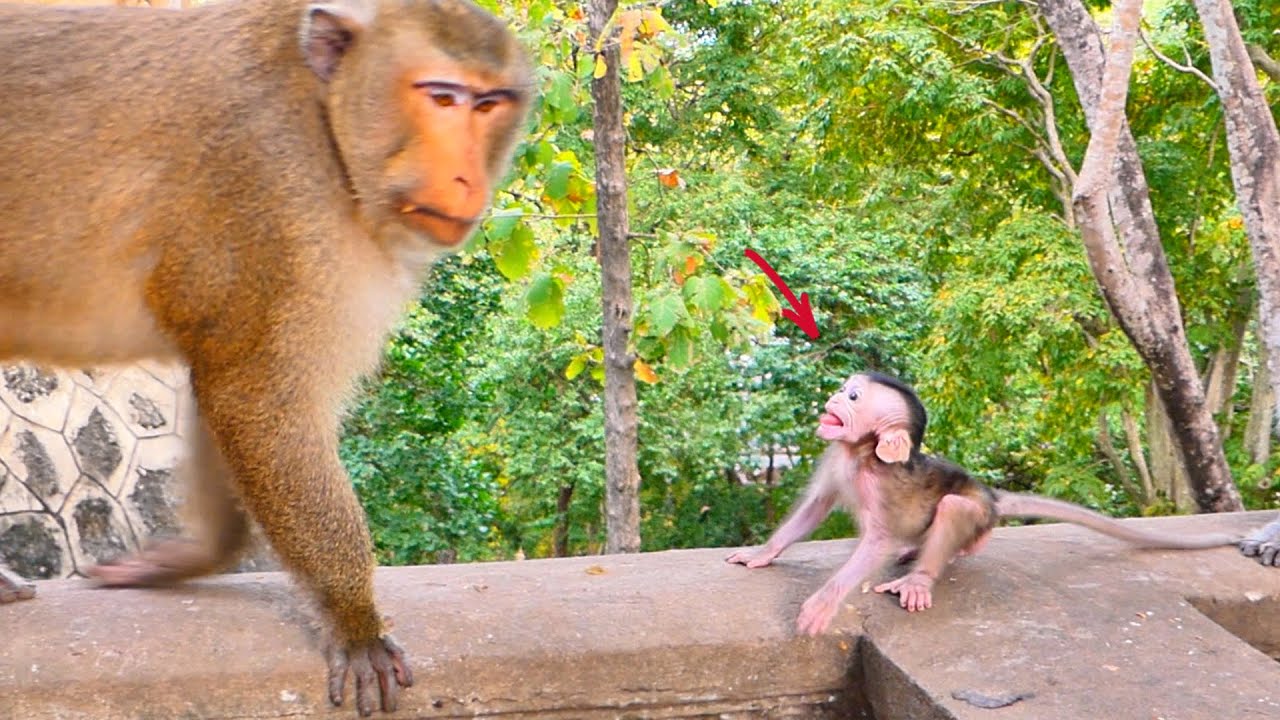 Wow awesomely action ........Cute baby monkey BERICA go to join with ...