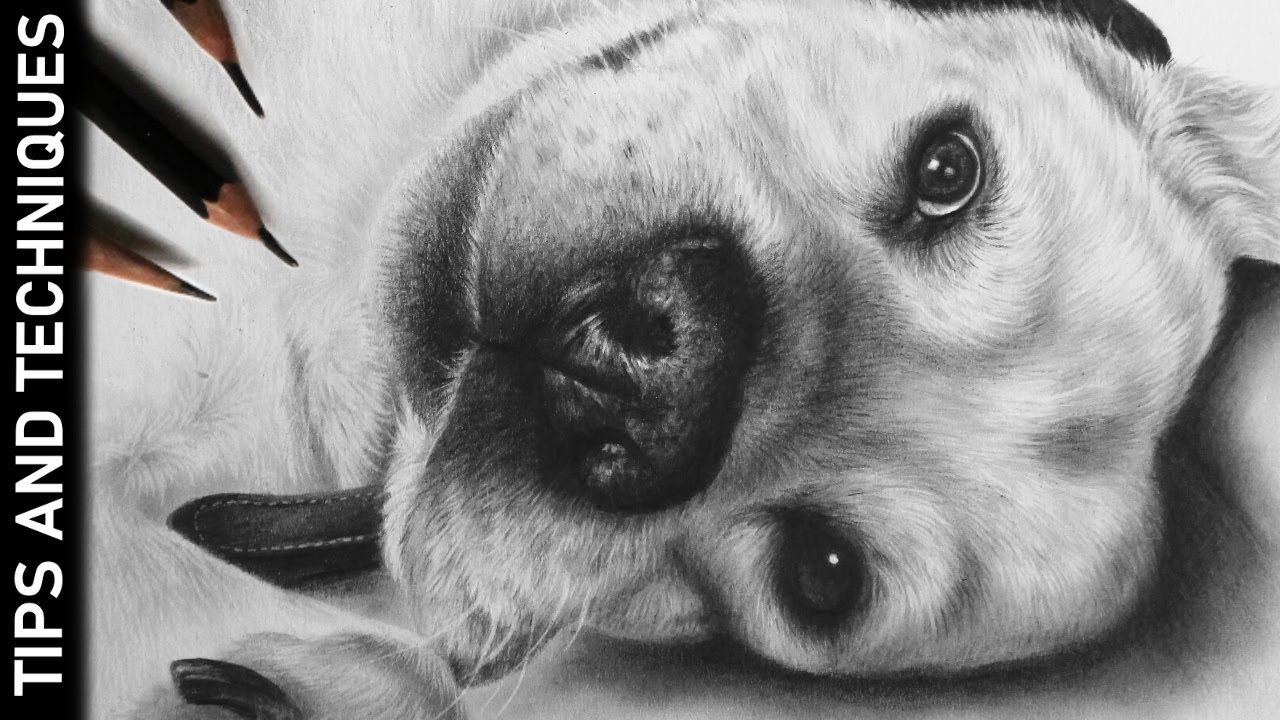 How to draw fur in graphite | Packed with tips | Labrador drawing - YouTube