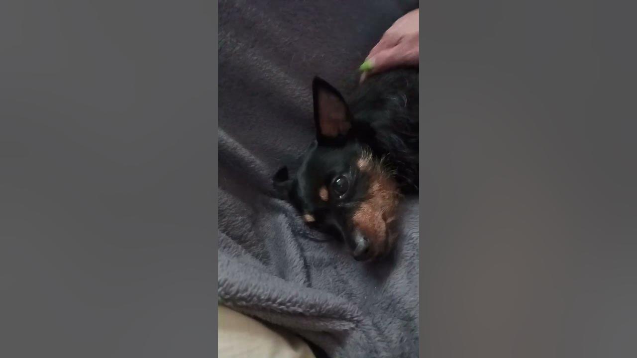 El hogar es donde está mi perro. - YouTube