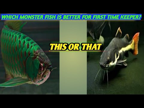 Keeping monster fish for first time?|best monster fish for keeping ...