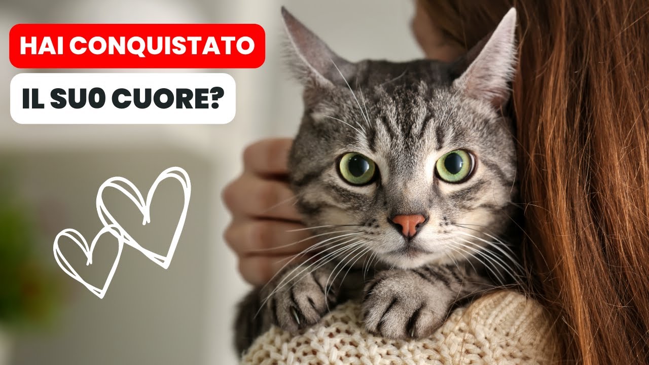 5 Segnali che hai conquistato il Cuore del tuo Gatto - YouTube