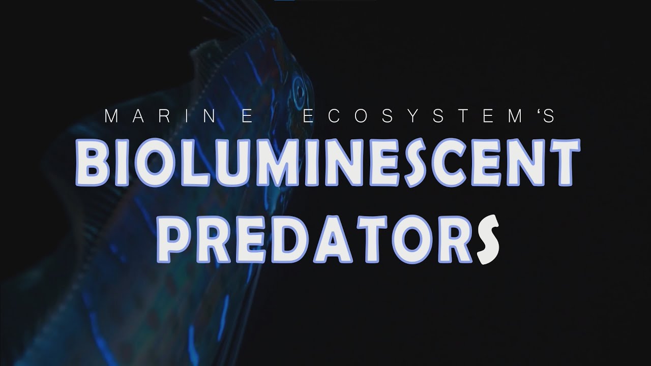 How are the deep sea predators hunting in the darkness? | Nature's ...