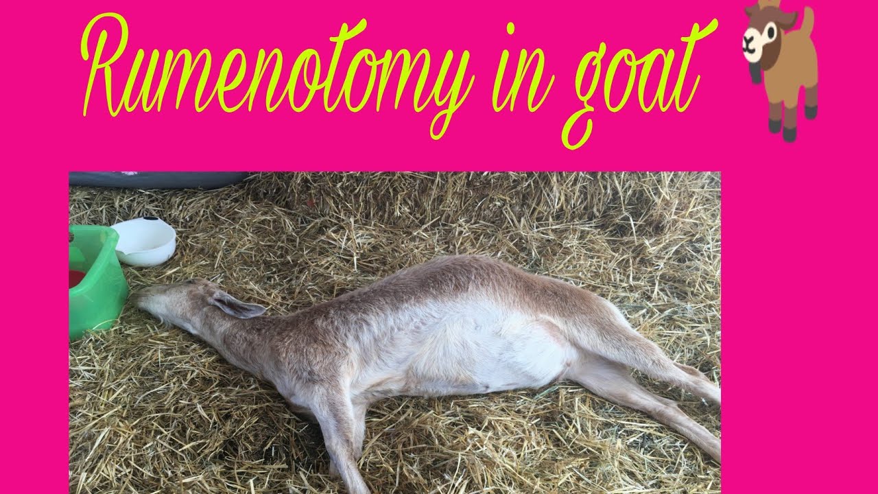 Rumenotomy in goat|| Rumen surgery|| Dr Asim Mujtaba - YouTube