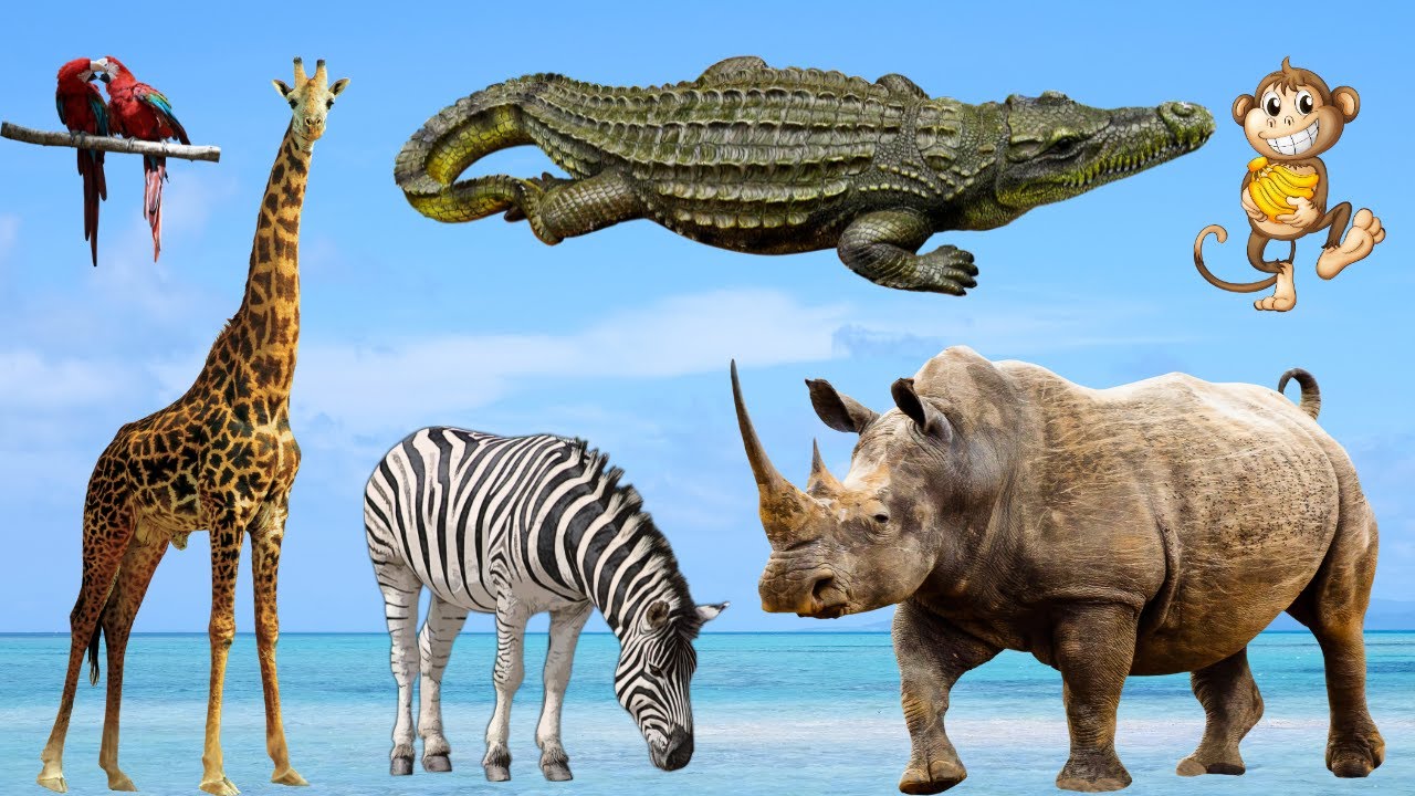 Delight in the playful antics of animals as they frolic and enjoy their ...