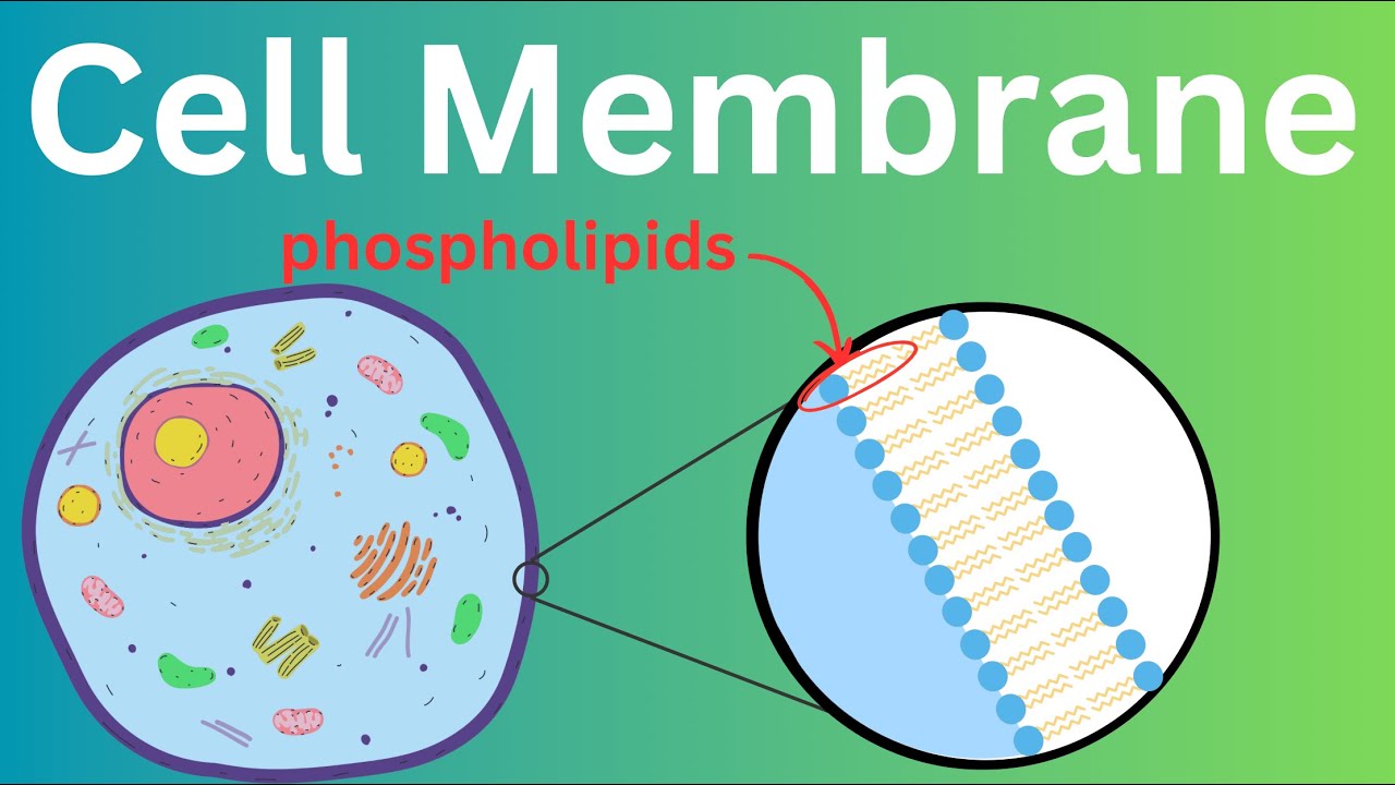 The Cell Membrane - The Cell's Gatekeeper - YouTube
