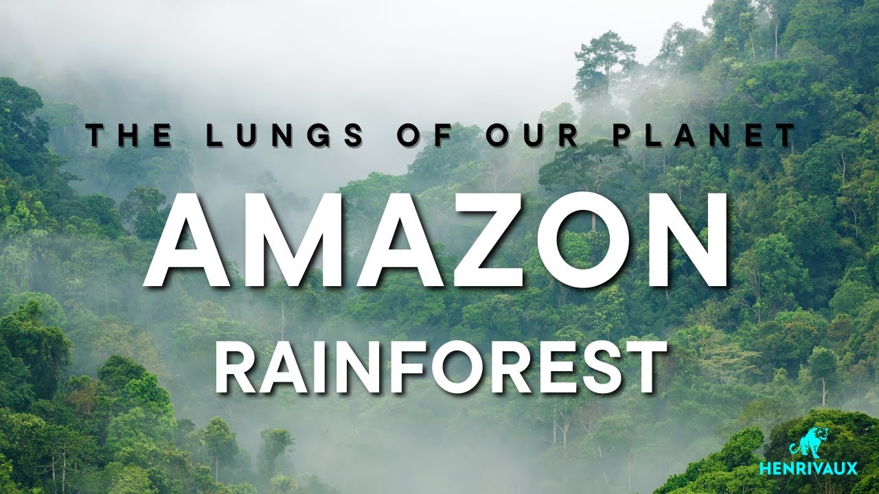 20 Shocking facts about the Amazon Rainforest | Documentary #wildlife # ...