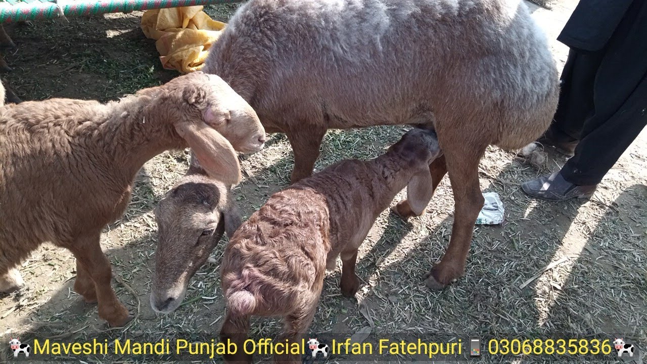 Best Turkey Dumba For Sale - Pure Turkey dumba with baby Price - Top ...