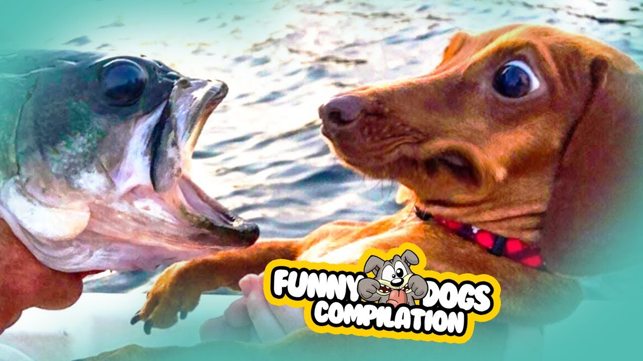 Hilarious Dog Videos (Try Not To Laugh) 😂 | Funny Dog Compilation - YouTube