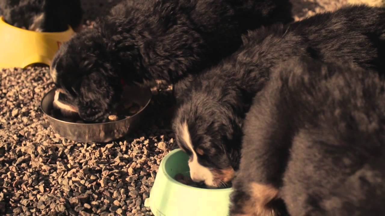 Allra Käraste W-valpar 6 veckor - YouTube