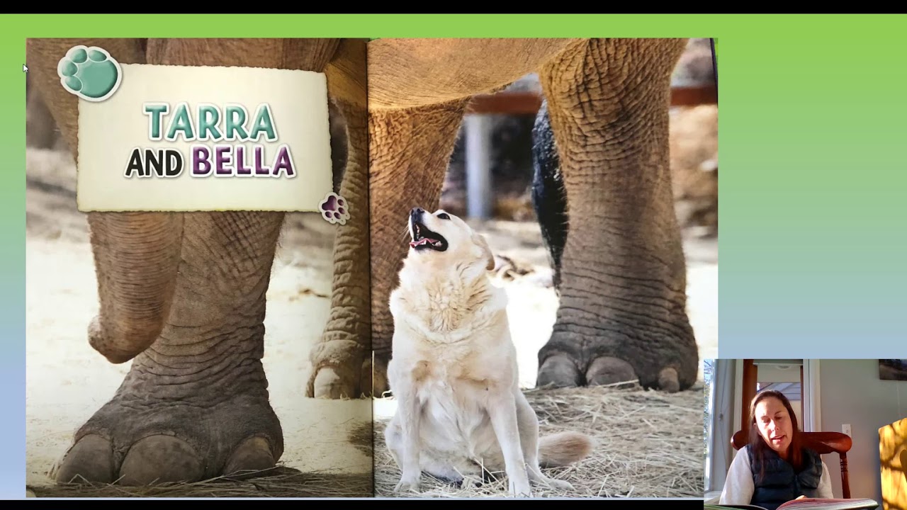 Animal BFF's, a collection of true stories of animal friendships by ...