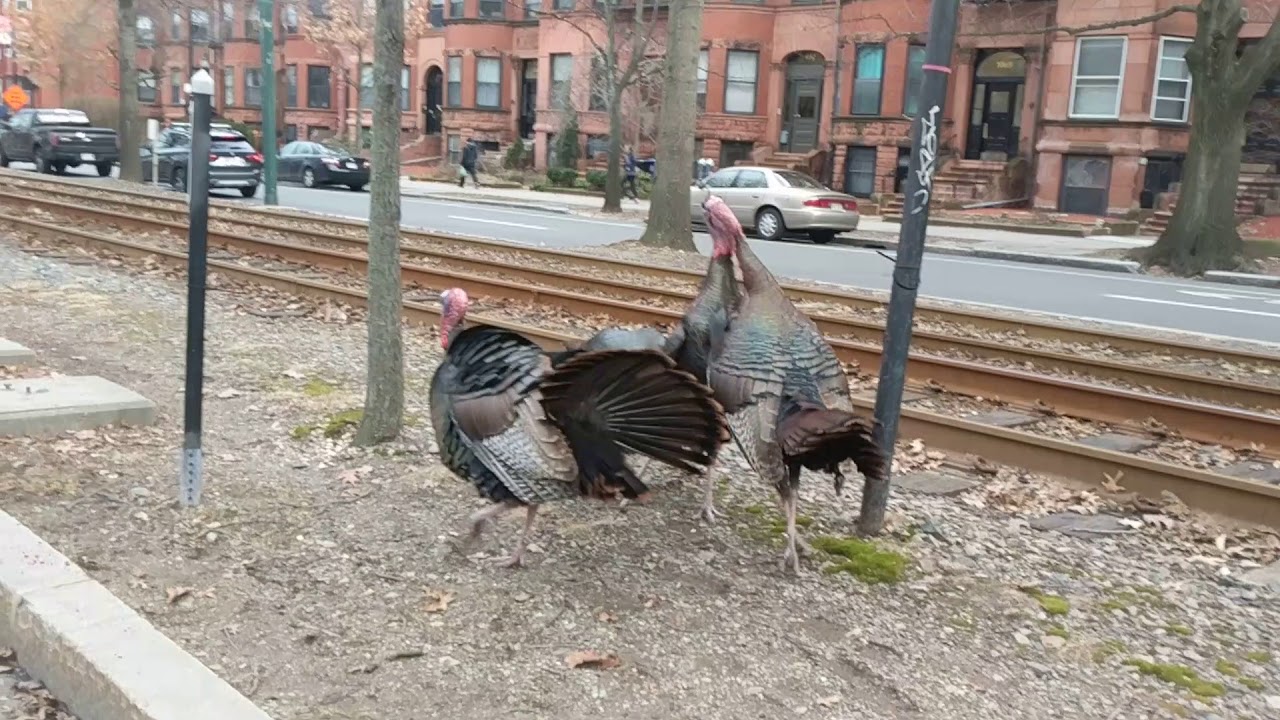 Brookline Turkey Fight - YouTube