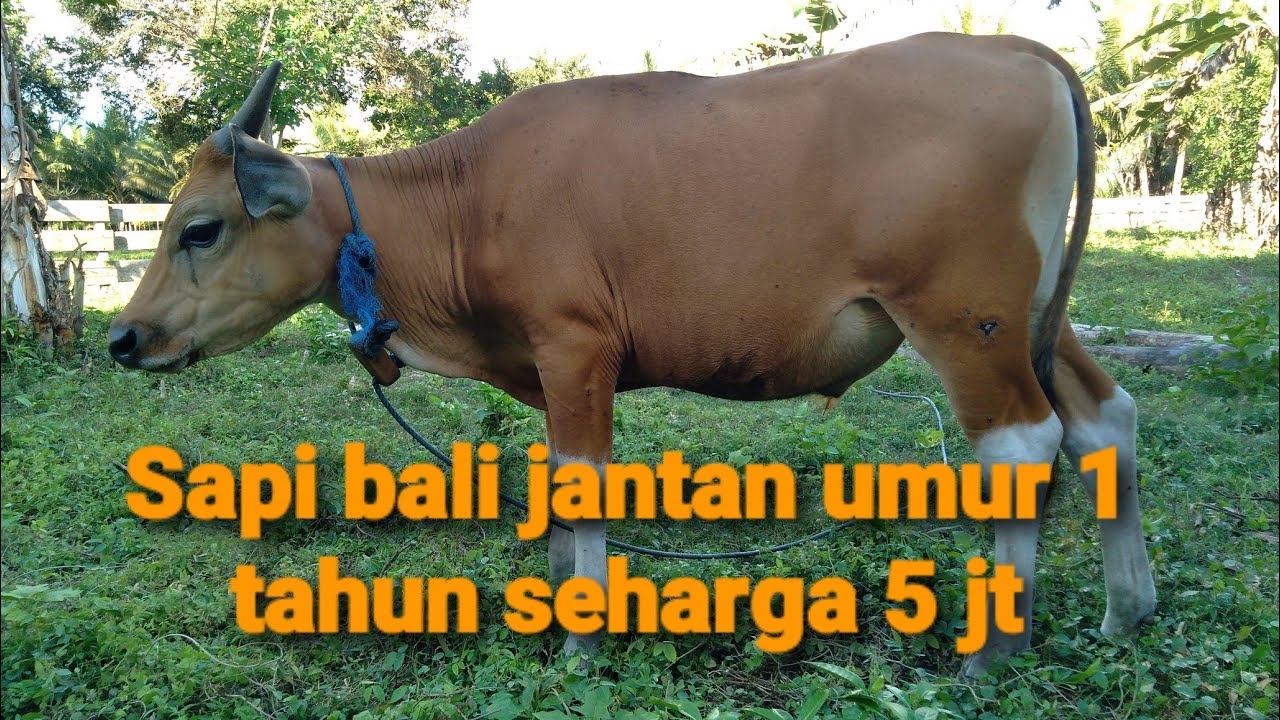 Sapi bali jantan umur 1 tahun seharga 5 jt - YouTube