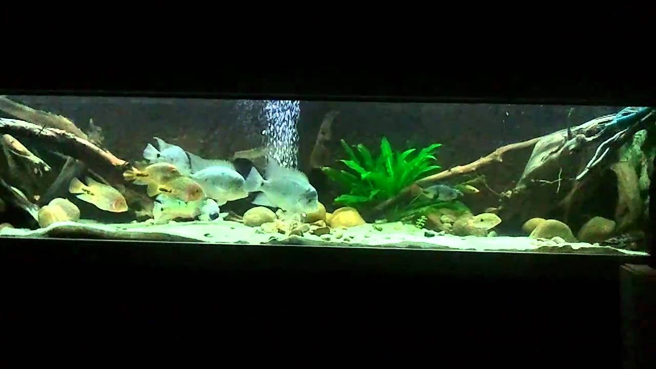 Vieja Hartwegi Argentea Synspila full tank shot - YouTube