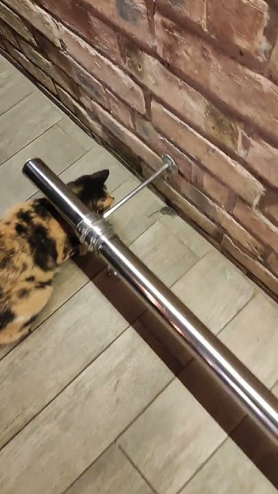 Кошка ловит Мышку😸🐭 Youtube