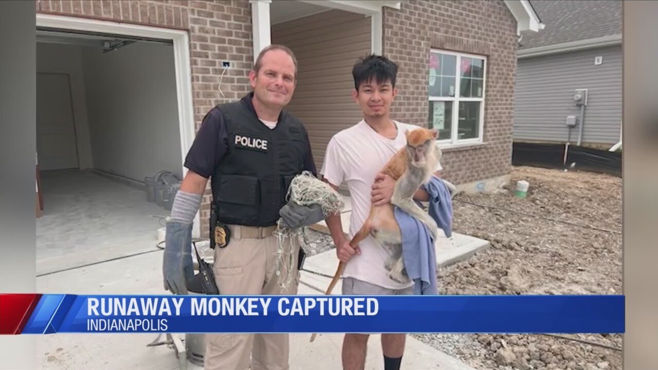 Runaway monkey captured in Indianapolis - YouTube