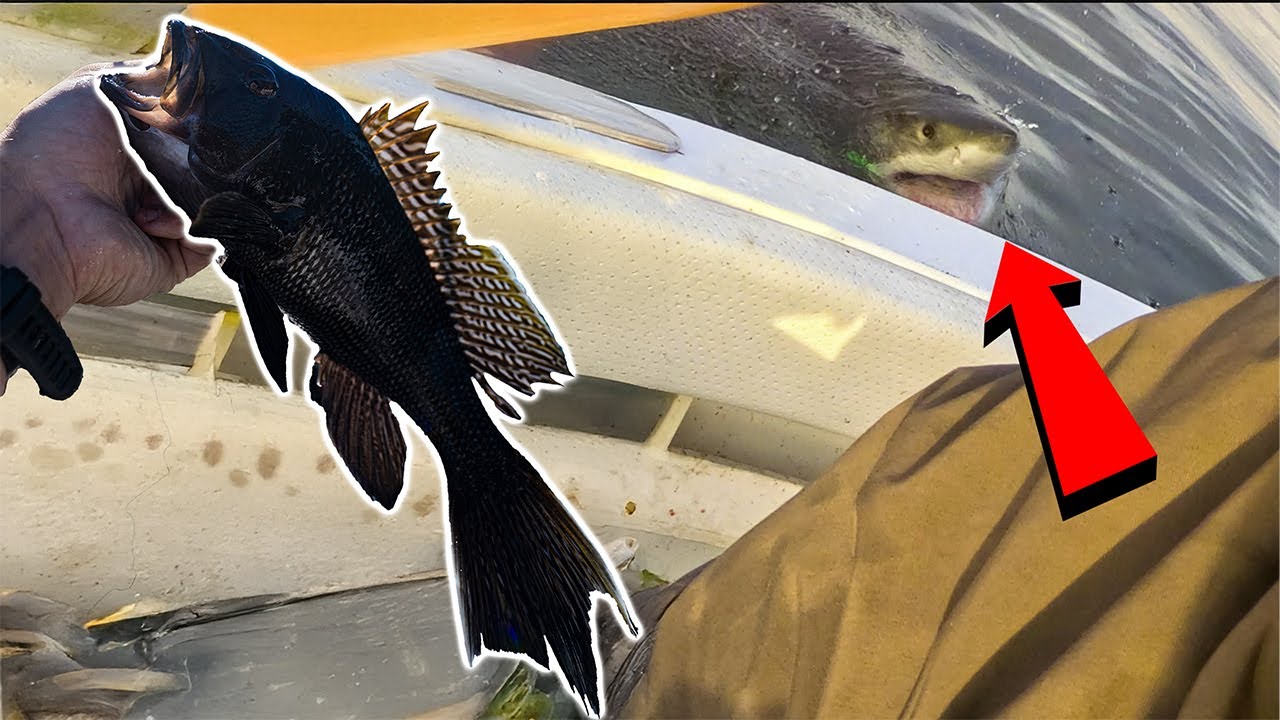 Commercial Sea Bass Fishing With TONS of Sharks - YouTube