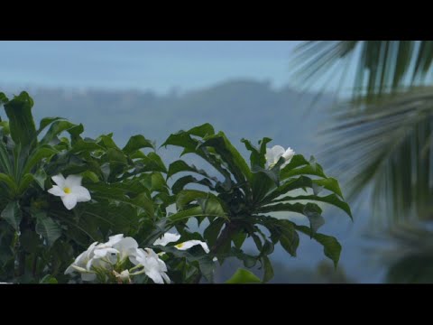 Morning Music for Positive Energy//Positive Energy and Stress Relief// Morning Meditation Music.