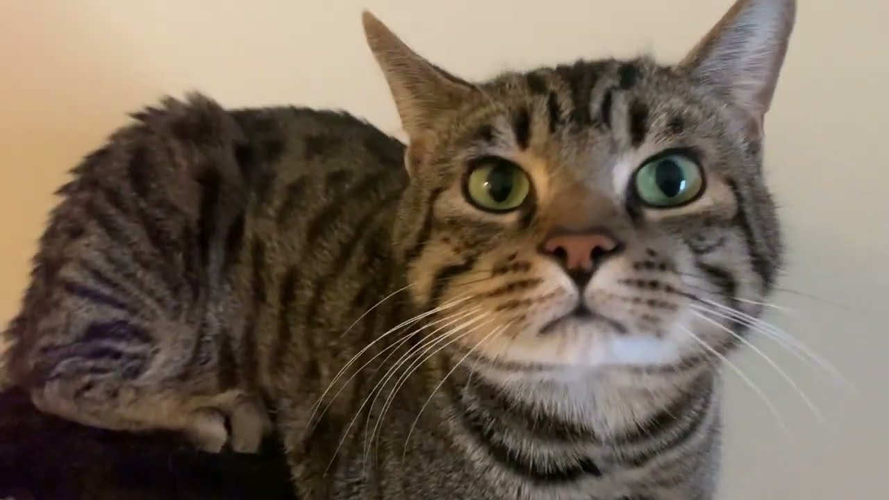 Cute cat being weird - YouTube