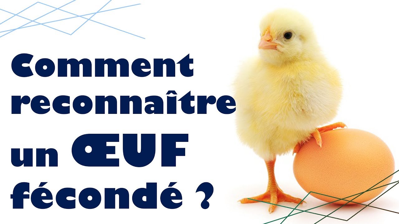 TUTO : comment reconnaître un ŒUF FÉCONDÉ ? (Mirer des œufs) - YouTube