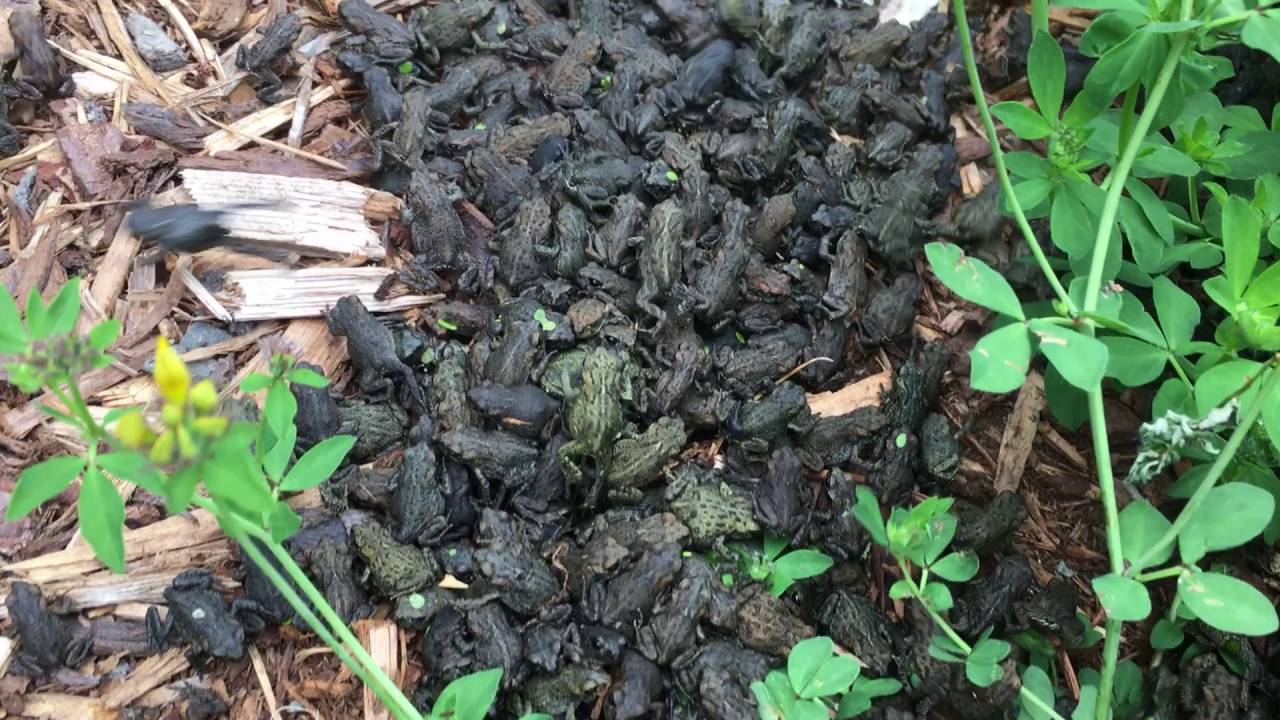 Frogs by the THOUSANDS - YouTube