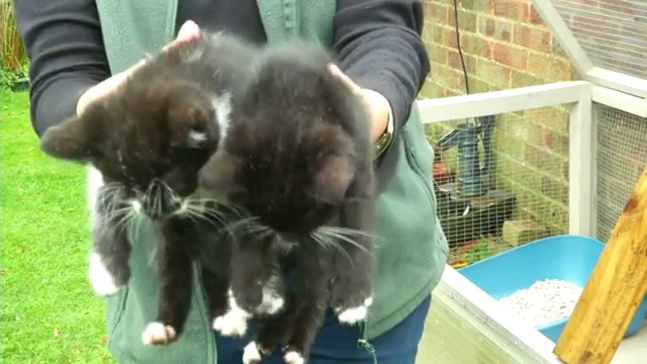 Brighton lost cats charity looking for new home after owner is ...