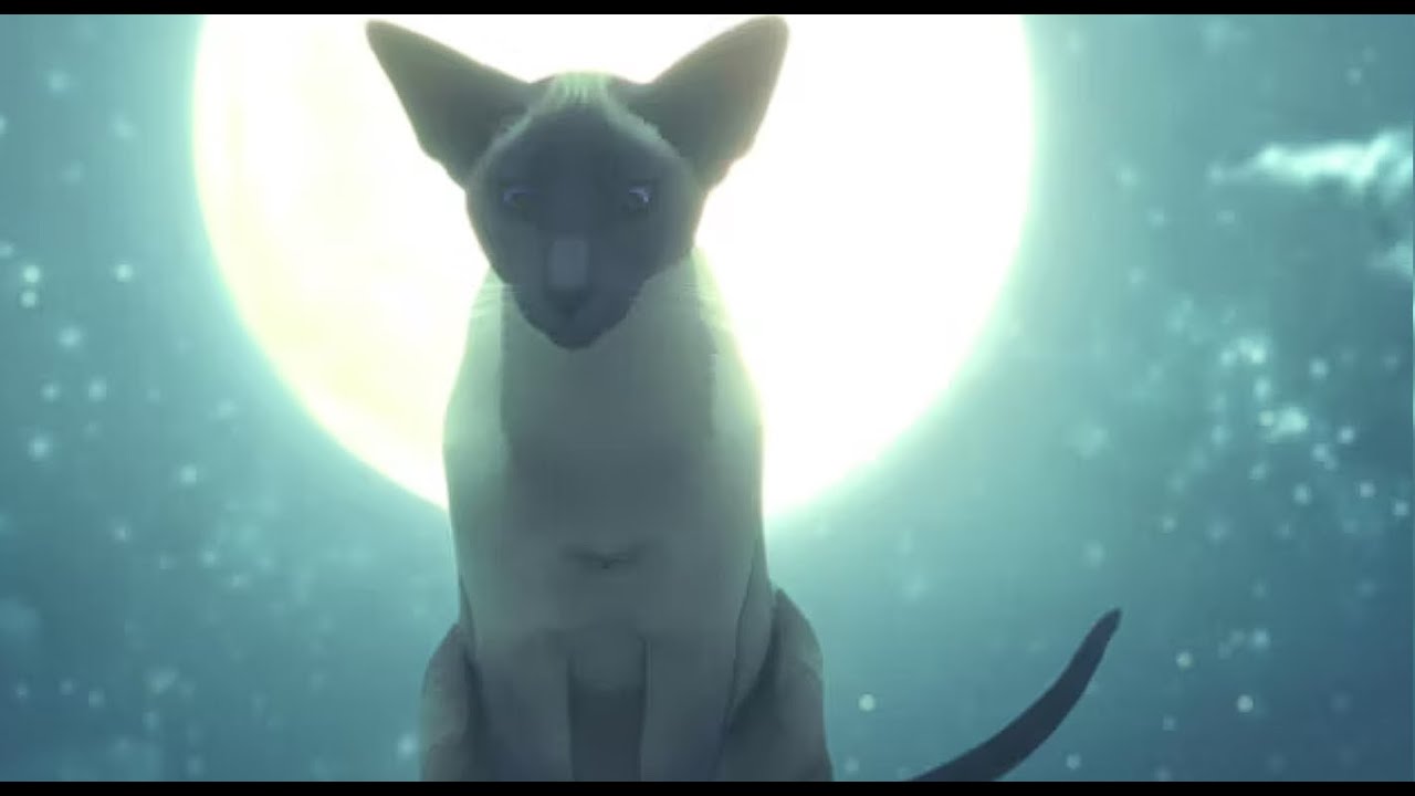 The Sandman，The Truth About the World of Cats - YouTube