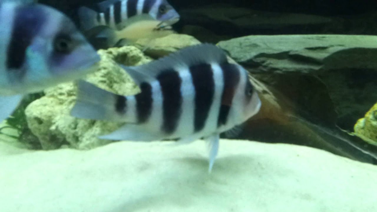 F1 Kitumba frontosa, brichardi, calvus 12.19.13 - YouTube