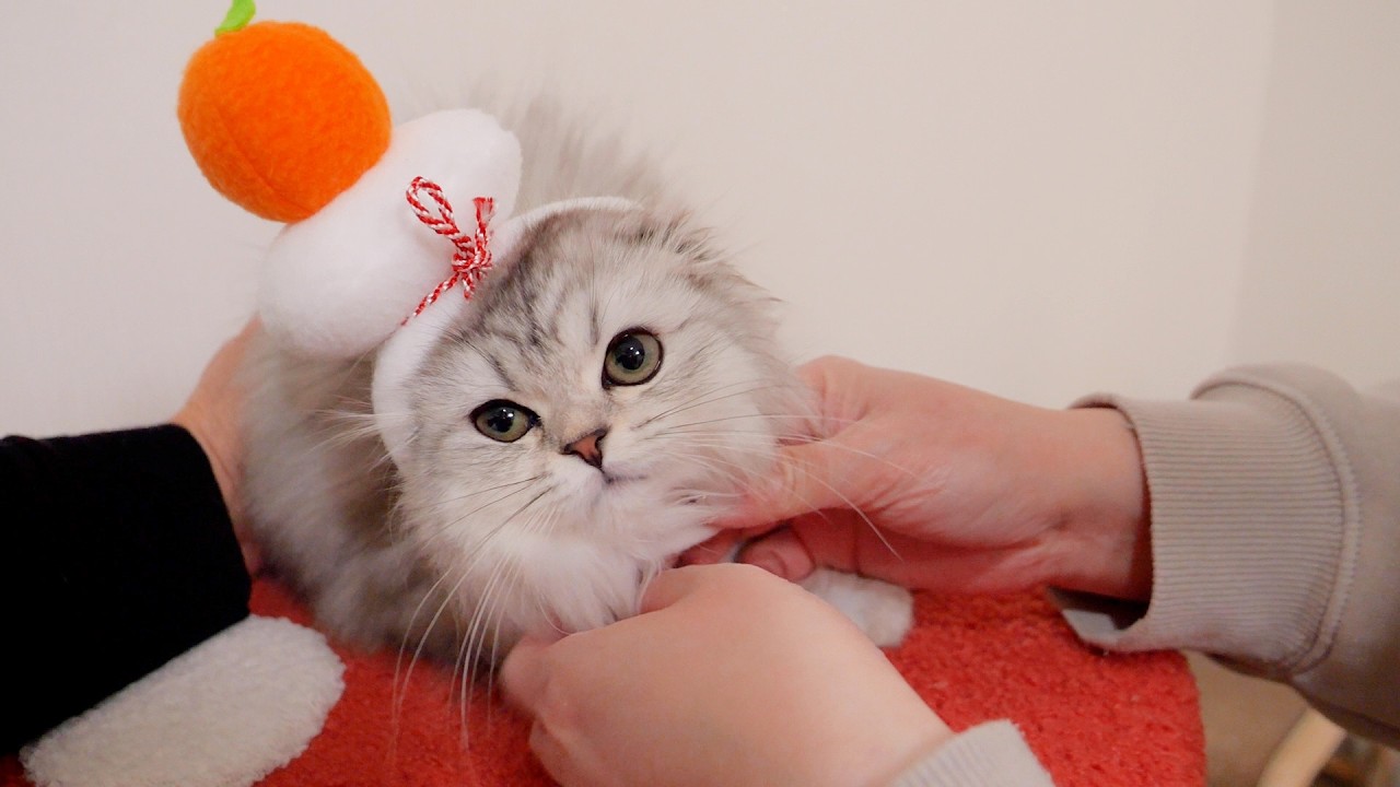 Behind the scenes of the shoot! The kitty family's cosplay was so cute ...