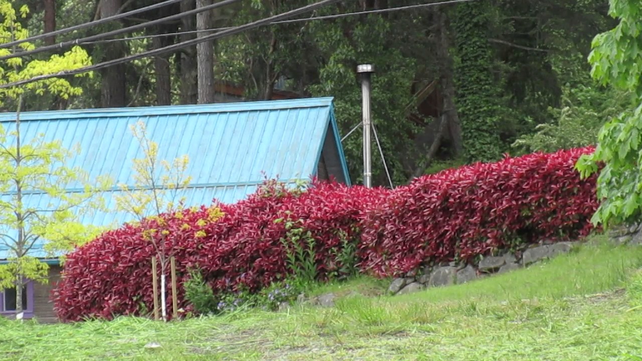 Beautiful Red Photinia Hedge - YouTube