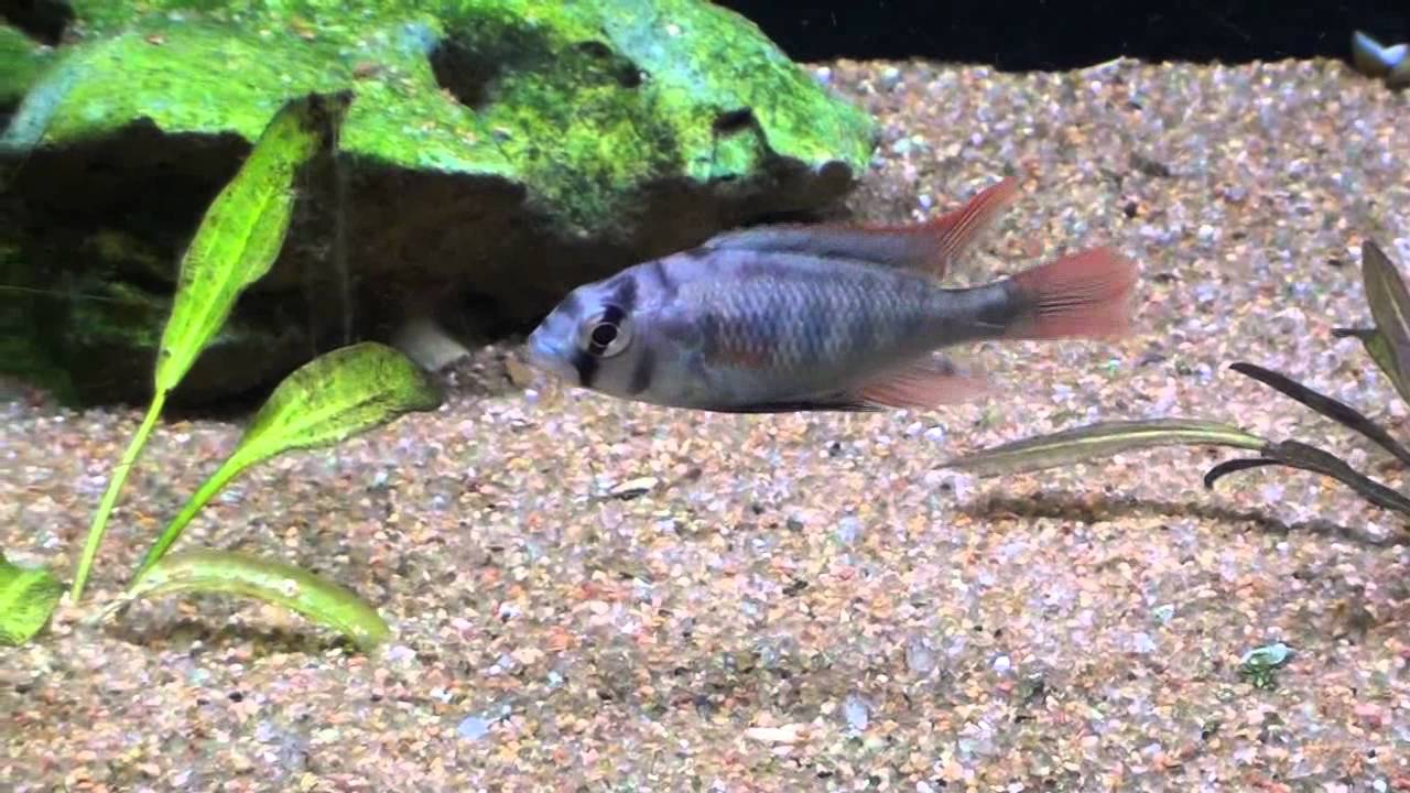 AfricanCichlids.net: Haplochromis sp. 'blue obliquidens' - YouTube