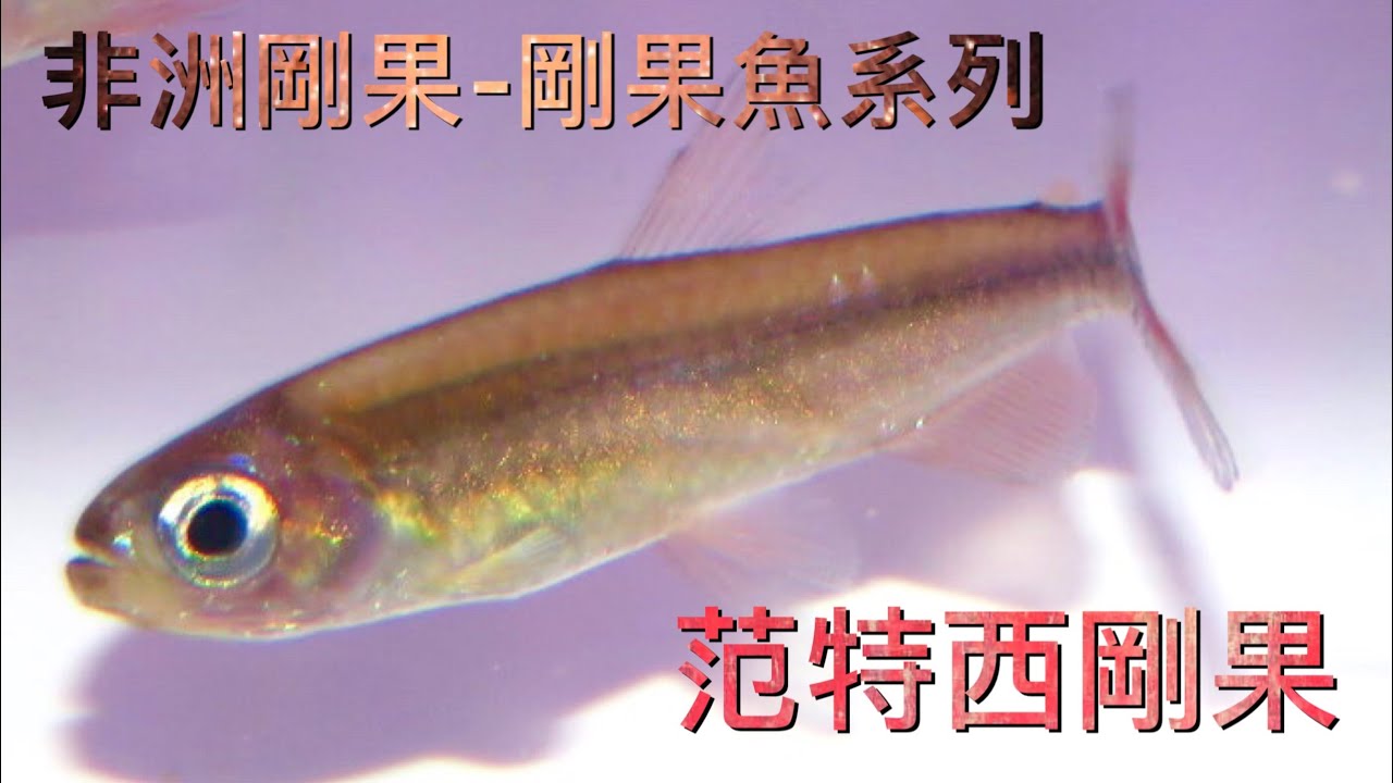 剛果魚系列-范特西剛果(Phenacogrammus sp. Fantastique) - YouTube