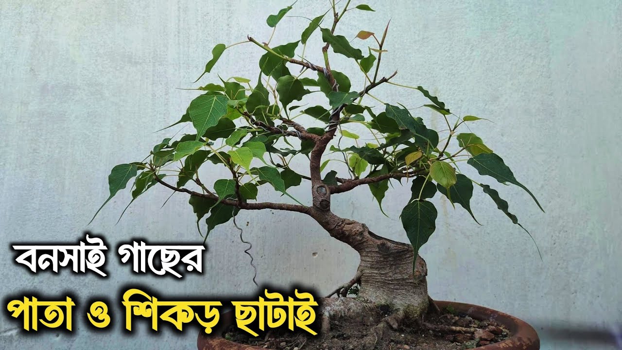 Bonsai Defoliation and Root trimming - YouTube