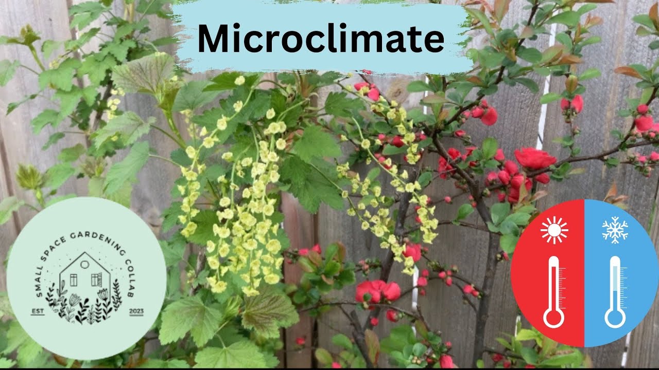 Are you taking advantage of the different microclimates in your garden ...