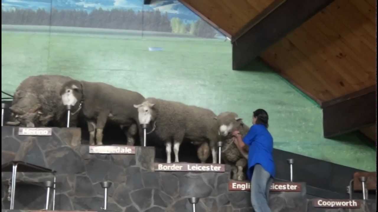 Introducing Species of Sheep@Agrodome Farm in Rotorua of NZ (23 Mar ...