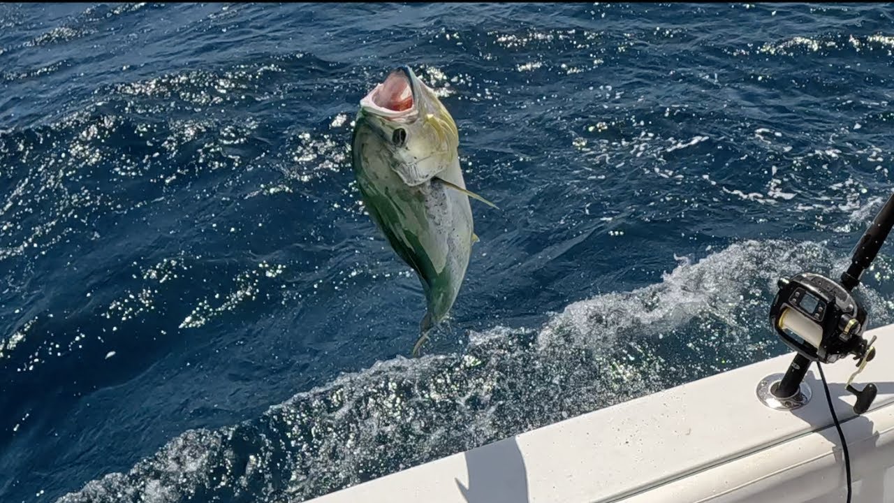 Epic Tournament Day: Kite Fishing For Sailfish, Cobia, Mahi & Yellowfin ...