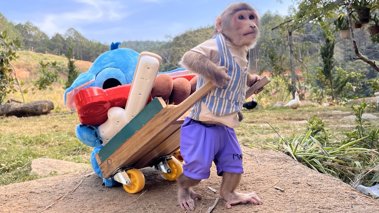 Run away from home Monkey Max decided not to live with dad anymore ...