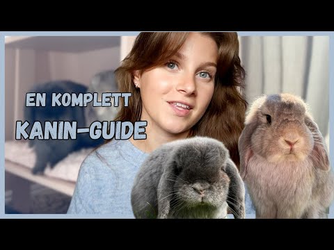 Skaffa kanin? En guide på allt du behöver veta | frigående kanin