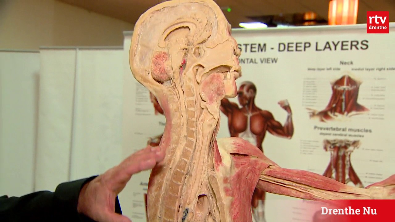 Tentoonstelling 'Real human bodies' in Emmen - YouTube